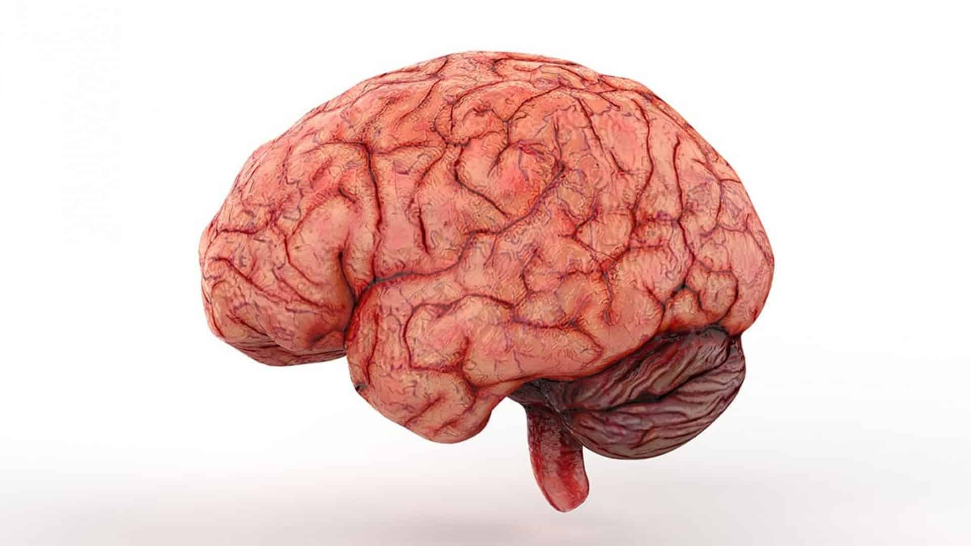 Computador ‘simula’ nosso cérebro e mostra como ele aprende algo novo ...